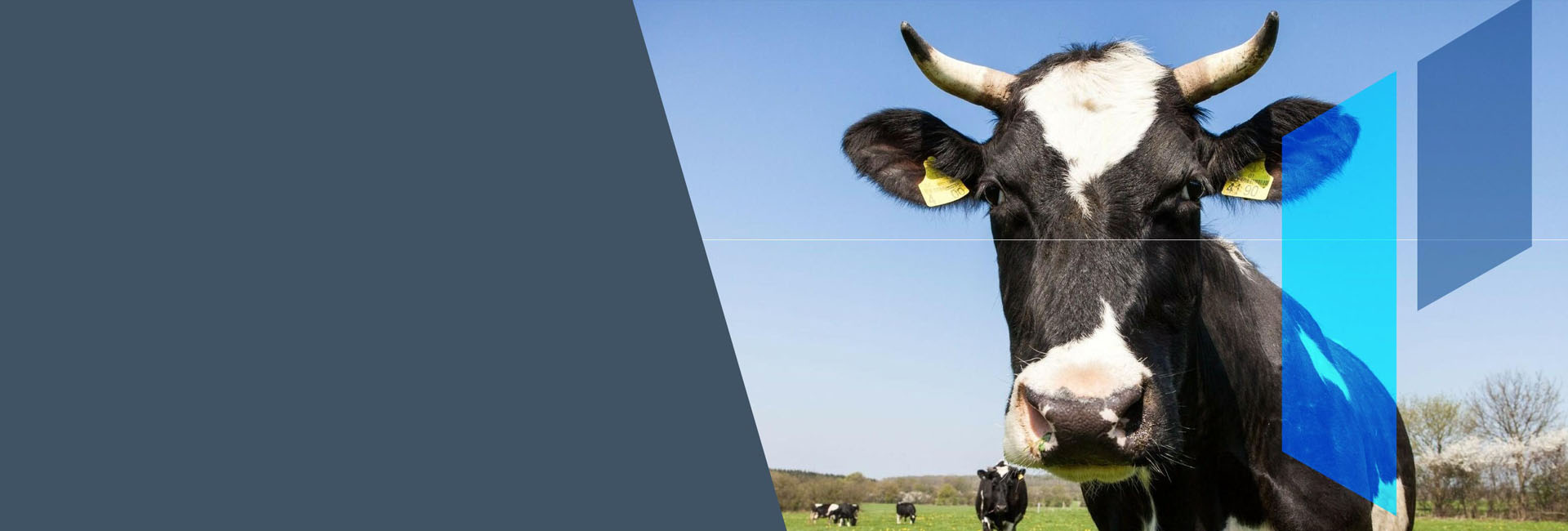 Rumiantes – Iberian Feed