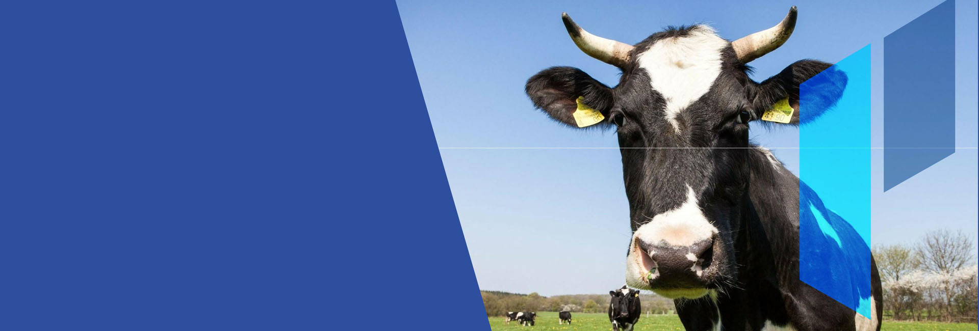 Runeón 30% Cows – Iberian Feed